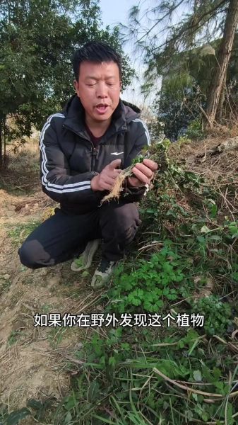 紫背天葵子图片长什么样_紫背天葵子真假辨别方法-第1张图片-山城妙识