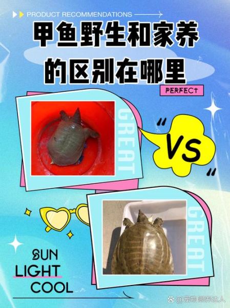 甲鱼养殖基地在哪_甲鱼养殖基地分布-第2张图片-山城妙识