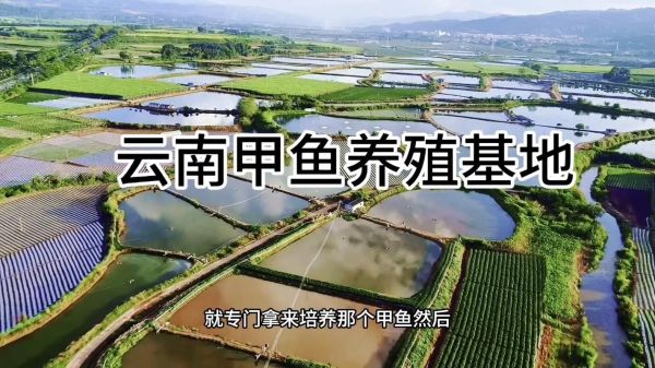 甲鱼养殖基地在哪_甲鱼养殖基地分布-第1张图片-山城妙识