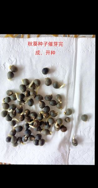 秋葵种子怎么催芽_秋葵种子催芽方法-第1张图片-山城妙识 秋葵种子怎么催芽_秋葵种子催芽方法-第1张图片-山城妙识
