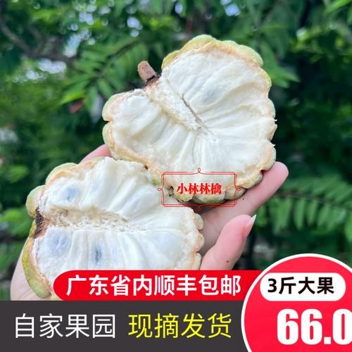 番荔枝怎么挑选_番荔枝图片大全-第3张图片-山城妙识 番荔枝怎么挑选_番荔枝图片大全-第3张图片-山城妙识