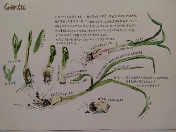 盆栽蒜苗怎么种_家庭阳台种蒜苗步骤-第2张图片-山城妙识