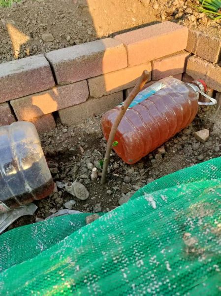 软枣猕猴桃树苗怎么种_软枣猕猴桃树苗几年结果-第1张图片-山城妙识 软枣猕猴桃树苗怎么种_软枣猕猴桃树苗几年结果-第1张图片-山城妙识