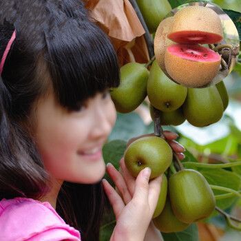 软枣猕猴桃树苗怎么种_软枣猕猴桃树苗几年结果-第3张图片-山城妙识 软枣猕猴桃树苗怎么种_软枣猕猴桃树苗几年结果-第3张图片-山城妙识