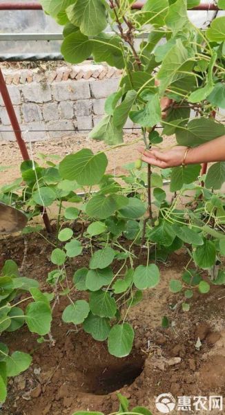 软枣猕猴桃树苗怎么种_软枣猕猴桃树苗几年结果-第2张图片-山城妙识 软枣猕猴桃树苗怎么种_软枣猕猴桃树苗几年结果-第2张图片-山城妙识