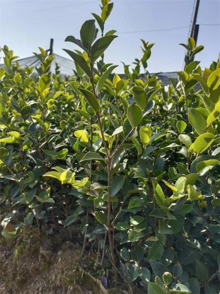 山茶树苗多少钱一棵_山茶树苗价格行情-第2张图片-山城妙识