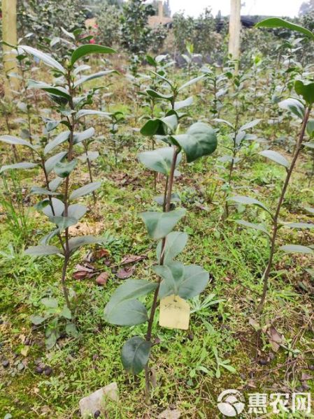 山茶树苗多少钱一棵_山茶树苗价格行情-第1张图片-山城妙识