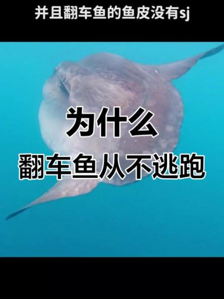 渔民为什么怕翻车鱼_翻车鱼真的有毒吗-第2张图片-山城妙识 渔民为什么怕翻车鱼_翻车鱼真的有毒吗-第2张图片-山城妙识