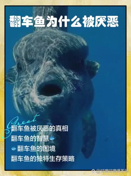 渔民为什么怕翻车鱼_翻车鱼真的有毒吗-第1张图片-山城妙识 渔民为什么怕翻车鱼_翻车鱼真的有毒吗-第1张图片-山城妙识