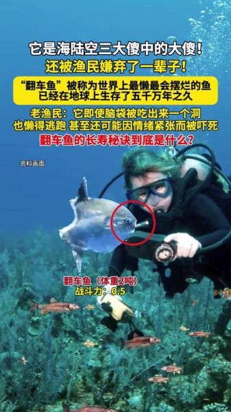 渔民为什么怕翻车鱼_翻车鱼真的有毒吗-第3张图片-山城妙识 渔民为什么怕翻车鱼_翻车鱼真的有毒吗-第3张图片-山城妙识