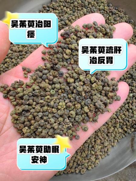 吴茱萸的功效与作用_吴茱萸的禁忌有哪些-第2张图片-山城妙识