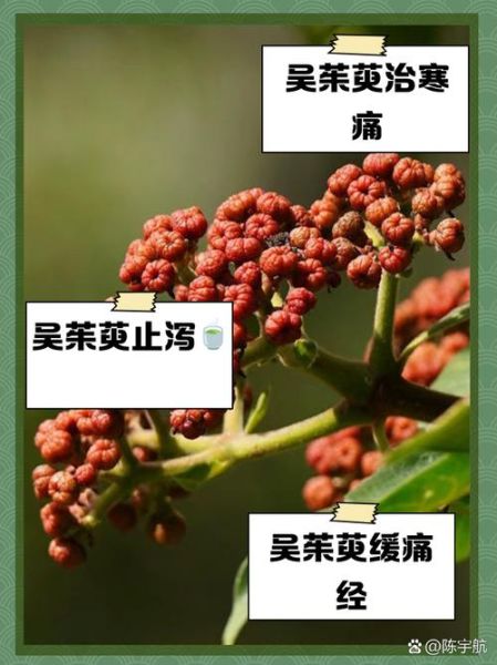吴茱萸的功效与作用_吴茱萸的禁忌有哪些-第1张图片-山城妙识