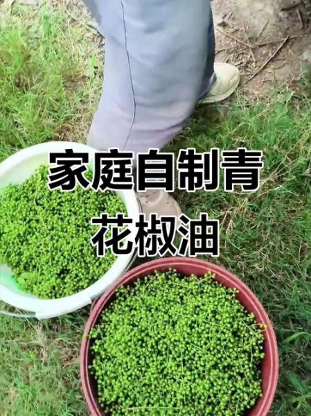 鲜青花椒油怎么做_自制花椒油能保存多久-第2张图片-山城妙识