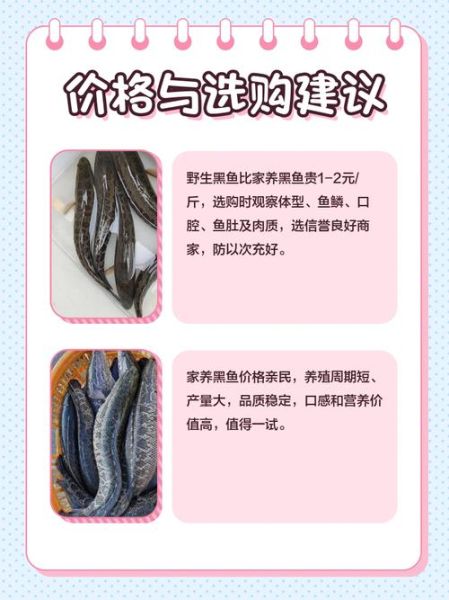 野生黑鱼和家养黑鱼区别_如何一眼分辨-第1张图片-山城妙识