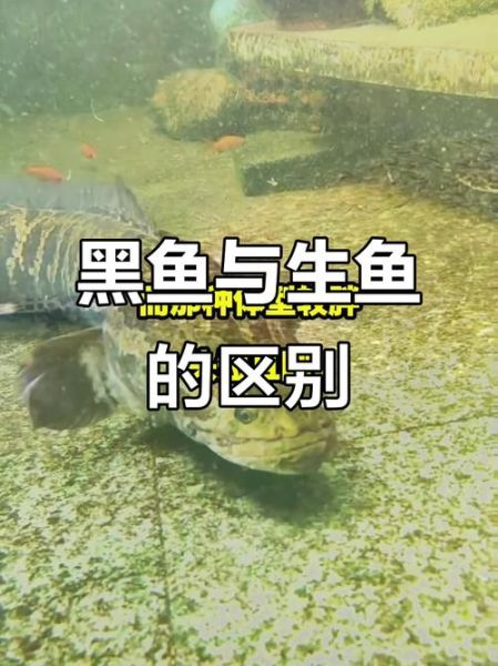 野生黑鱼和家养黑鱼区别_如何一眼分辨-第3张图片-山城妙识