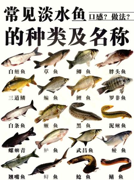 野生黑鱼和家养黑鱼区别_如何一眼分辨-第2张图片-山城妙识