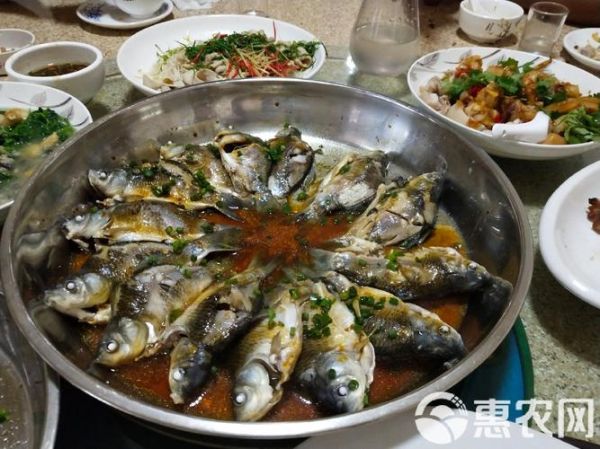 软骨鲫鱼多少钱一斤_软骨鲫鱼价格行情-第3张图片-山城妙识