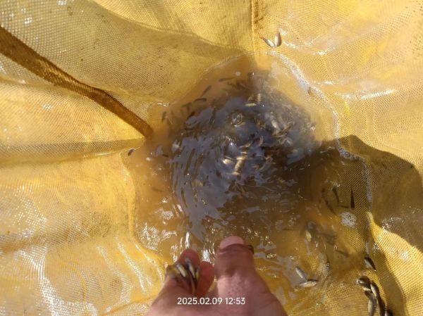 软骨鲫鱼多少钱一斤_软骨鲫鱼价格行情-第2张图片-山城妙识