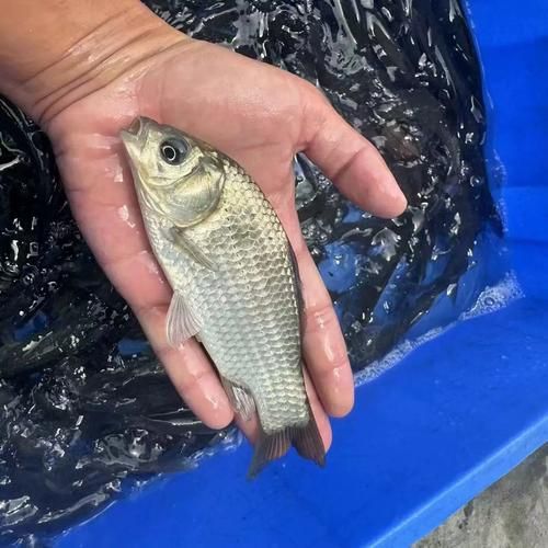 软骨鲫鱼多少钱一斤_软骨鲫鱼价格行情-第1张图片-山城妙识