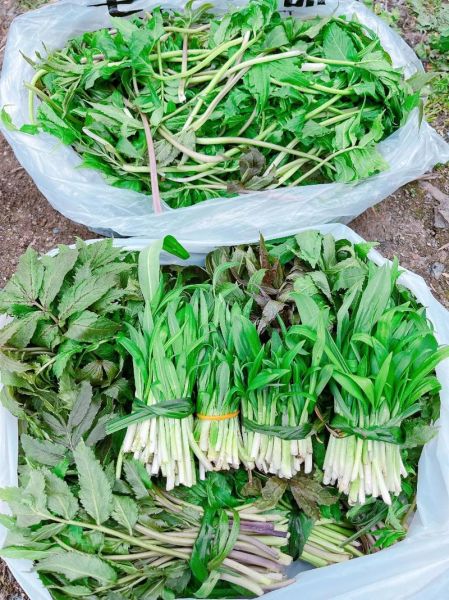 小雪节气吃什么蔬菜_小雪养生蔬菜推荐-第1张图片-山城妙识