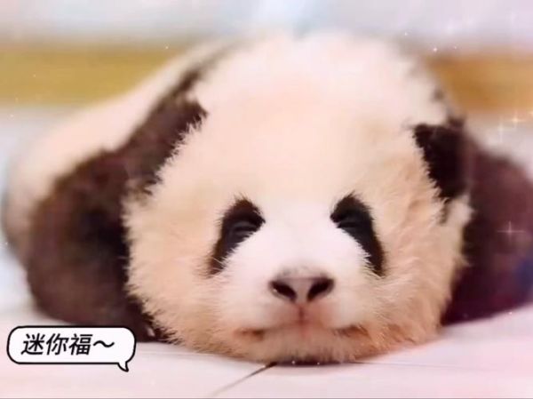 小奶狗app福引导怎么用_小奶狗app福引导安全吗-第3张图片-山城妙识