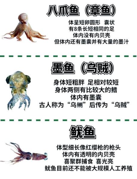 章鱼和鱿鱼哪个好吃_口感区别与做法推荐-第1张图片-山城妙识