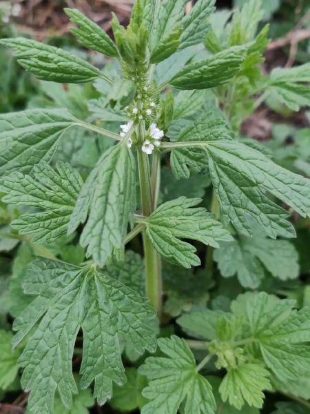 夏至草的功效与作用_夏至草怎么种植-第2张图片-山城妙识