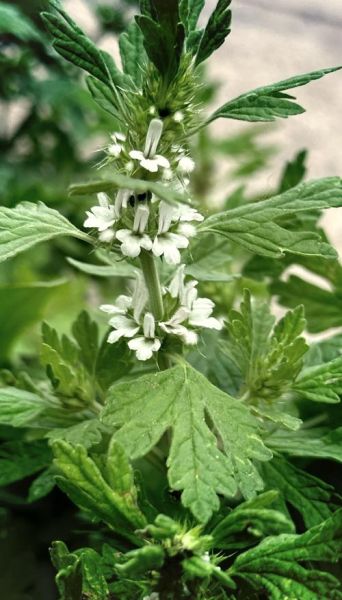 夏至草的功效与作用_夏至草怎么种植-第1张图片-山城妙识