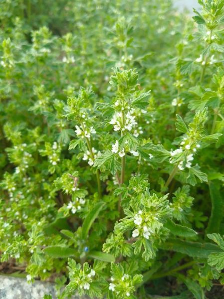 夏至草的功效与作用_夏至草怎么种植-第3张图片-山城妙识