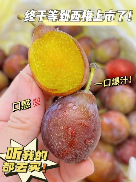 西梅app是什么_西梅app怎么用-第1张图片-山城妙识 西梅app是什么_西梅app怎么用-第1张图片-山城妙识