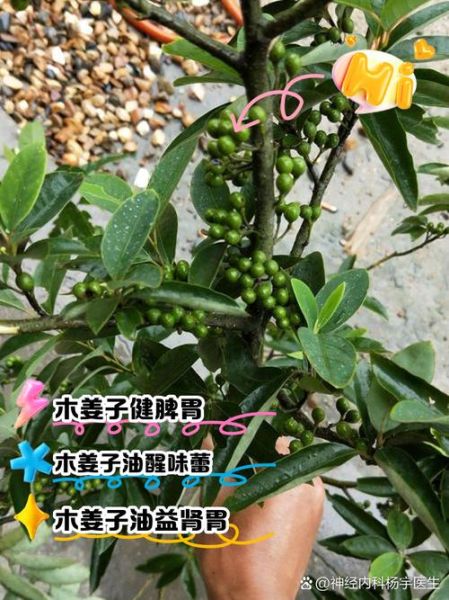 木姜子怎么吃_木姜子有哪些吃法-第3张图片-山城妙识