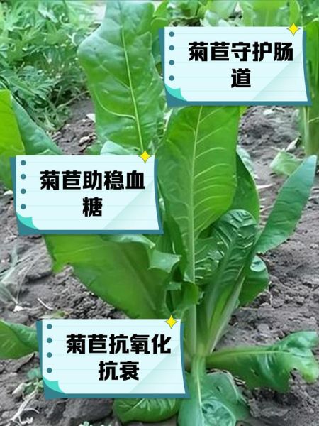 菊苣是什么_菊苣的功效与作用-第1张图片-山城妙识