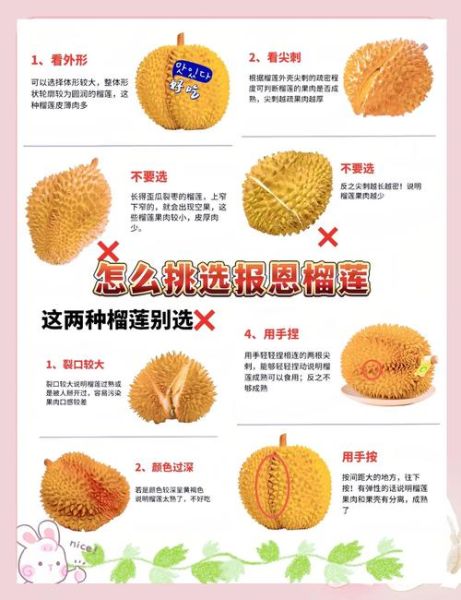 榴莲怎么挑选公母_榴莲公母区别图解-第3张图片-山城妙识