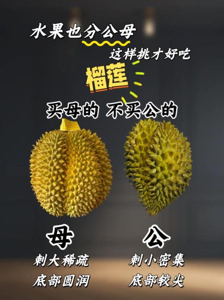榴莲怎么挑选公母_榴莲公母区别图解-第1张图片-山城妙识
