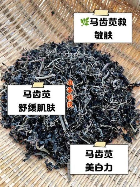 马齿苋煮水治湿疹怎么做_马齿苋水擦湿疹多久见效-第3张图片-山城妙识