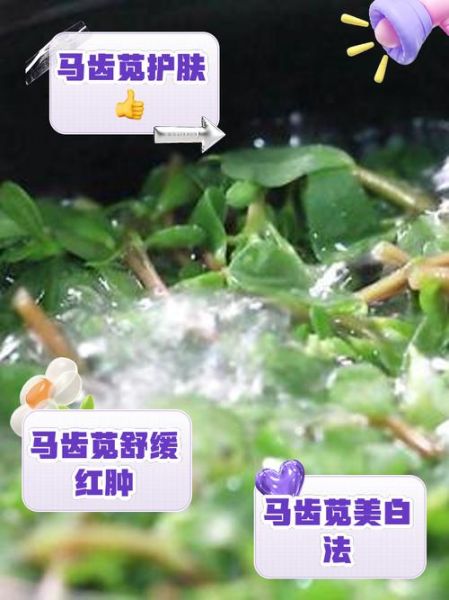 马齿苋煮水治湿疹怎么做_马齿苋水擦湿疹多久见效-第2张图片-山城妙识