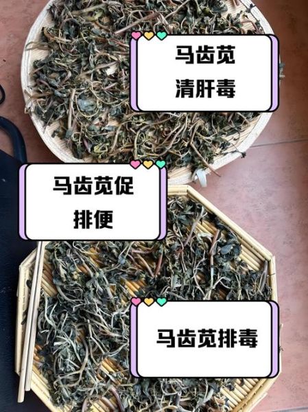 马齿苋煮水治湿疹怎么做_马齿苋水擦湿疹多久见效-第1张图片-山城妙识