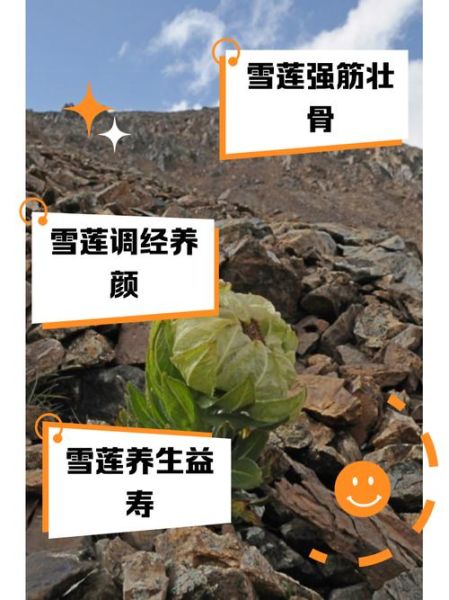 干雪莲花有什么功效_干雪莲花怎么吃效果最好-第3张图片-山城妙识 干雪莲花有什么功效_干雪莲花怎么吃效果最好-第3张图片-山城妙识
