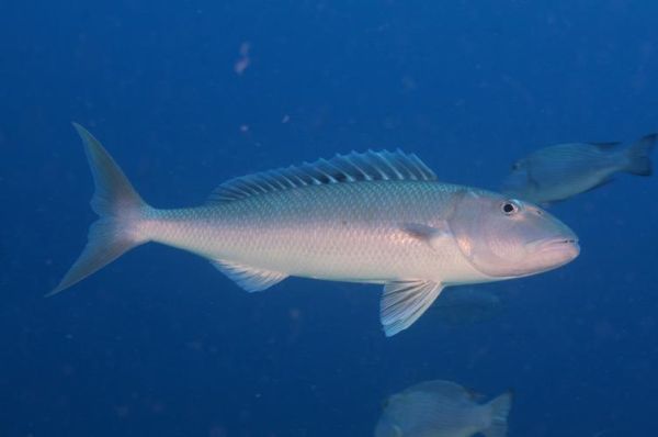 鱼的图片大全大图片_高清大图哪里找-第2张图片-山城妙识