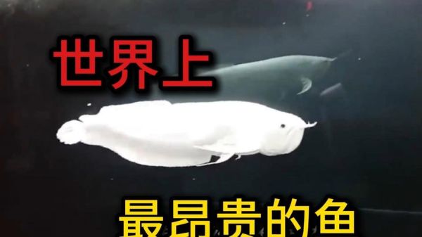 世界十大最贵的鱼多少钱一条_为什么这么贵-第3张图片-山城妙识
