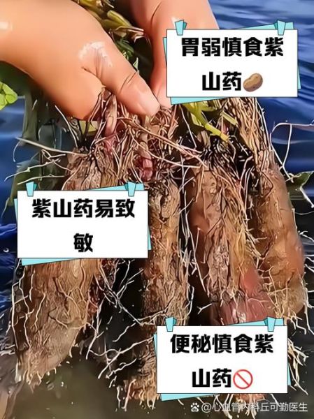 紫山药的禁忌有哪些_什么人不能吃紫山药-第1张图片-山城妙识