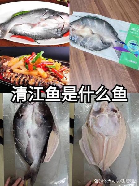 为什么很少人吃清江鱼_清江鱼口感怎么样-第1张图片-山城妙识 为什么很少人吃清江鱼_清江鱼口感怎么样-第1张图片-山城妙识