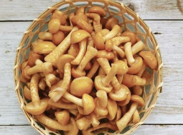 滑子菇不能和什么一起吃_滑子菇相克食物有哪些-第3张图片-山城妙识