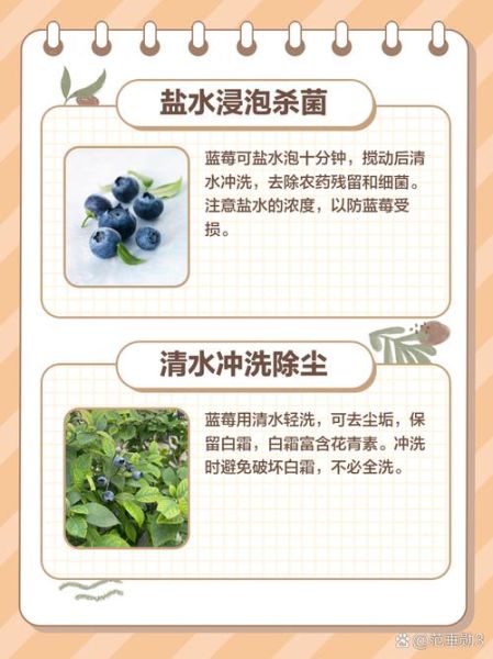 蓝莓汁怎么洗掉_蓝莓汁清洗方法-第3张图片-山城妙识