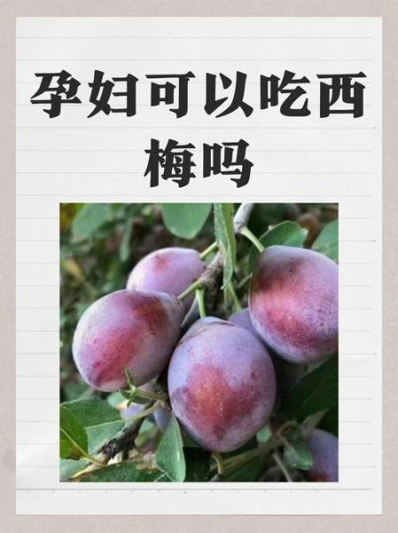 西梅怎么吃_西梅一天吃几个合适-第2张图片-山城妙识