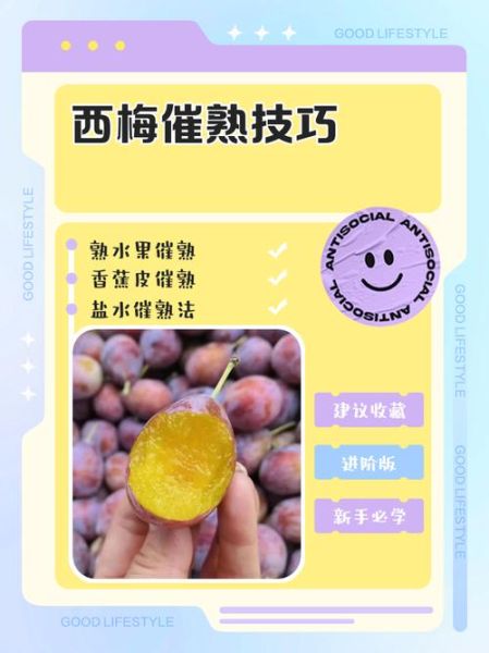 西梅怎么吃_西梅一天吃几个合适-第3张图片-山城妙识