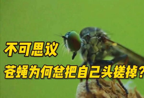 苍蝇头掉了还能活多久_苍蝇头掉了还能装回去吗-第1张图片-山城妙识 苍蝇头掉了还能活多久_苍蝇头掉了还能装回去吗-第1张图片-山城妙识