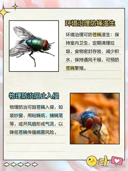 苍蝇头掉了还能活多久_苍蝇头掉了还能装回去吗-第2张图片-山城妙识 苍蝇头掉了还能活多久_苍蝇头掉了还能装回去吗-第2张图片-山城妙识