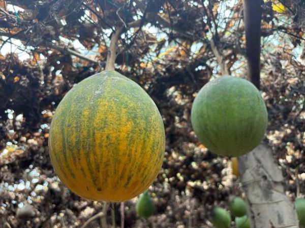 瓜捞是什么植物_瓜捞的食用与药用价值-第1张图片-山城妙识