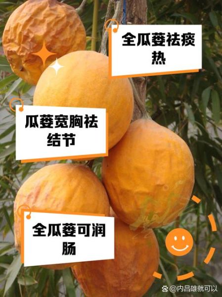 瓜捞是什么植物_瓜捞的食用与药用价值-第2张图片-山城妙识